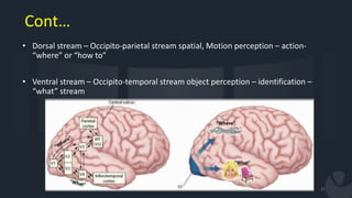 Physiology of the visual pathway & cerebral integration | PPTX