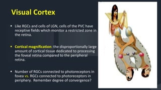 Physiology of the visual pathway & cerebral integration | PPTX