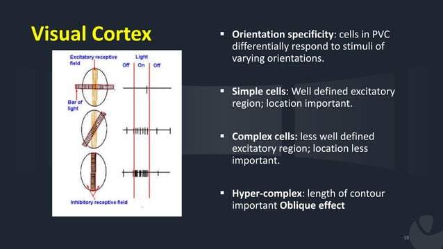 Physiology of the visual pathway & cerebral integration | PPTX | Eye ...