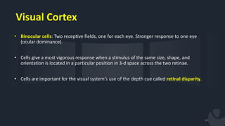 Physiology of the visual pathway & cerebral integration | PPTX