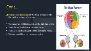 Physiology of the visual pathway & cerebral integration | PPTX