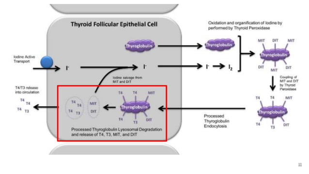 Physiology of thyroid | PPTX