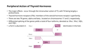 PHYSIOLOGY OF THYROID Hormones synthesis and regulation | PPTX