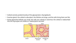 PHYSIOLOGY OF THYROID Hormones synthesis and regulation | PPT