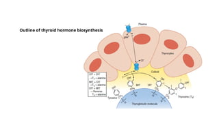 PHYSIOLOGY OF THYROID Hormones synthesis and regulation | PPT