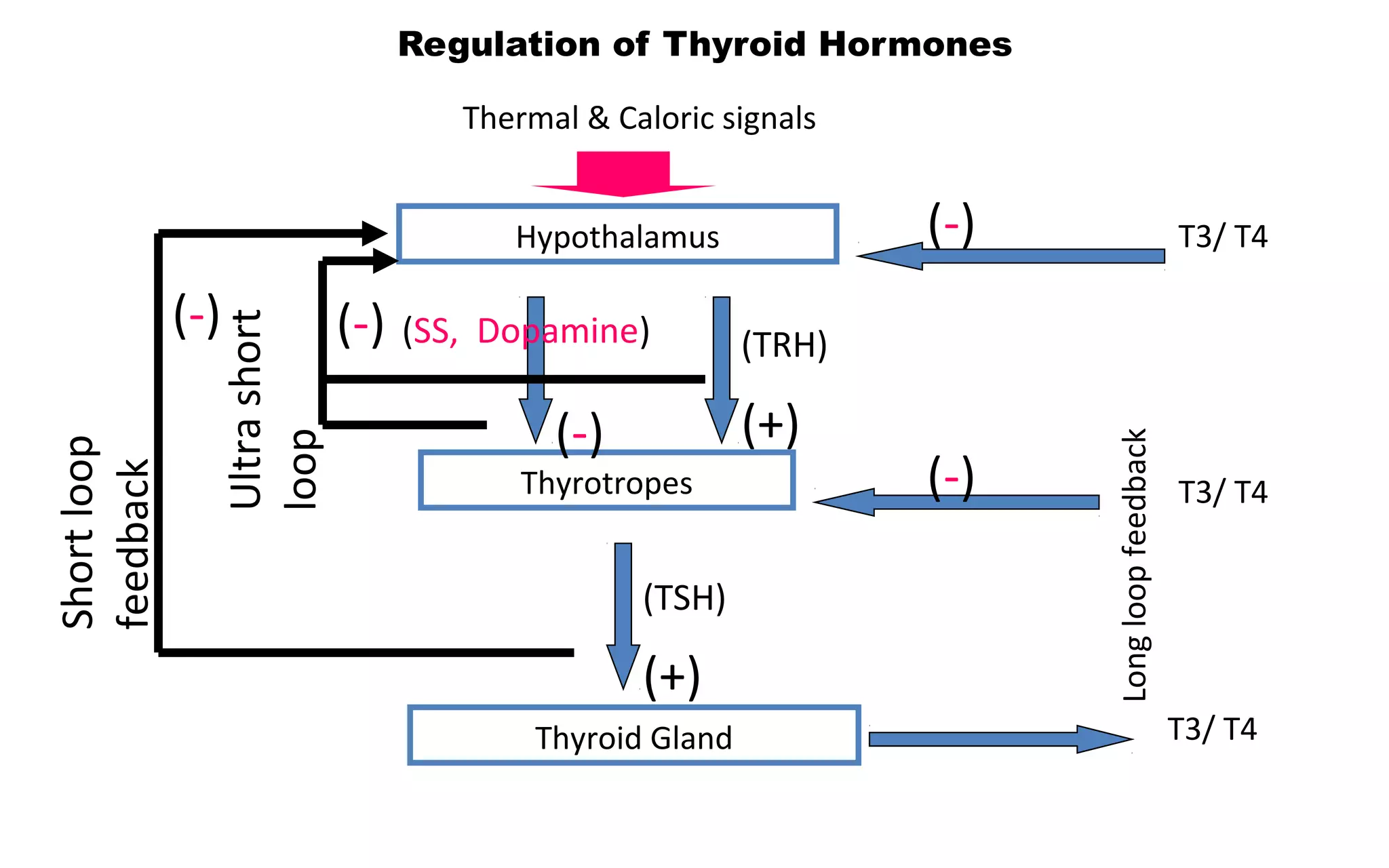 Physiology of thyroid and pancreas.pptx