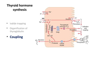 Physiology of thyroid and pancreas.pptx