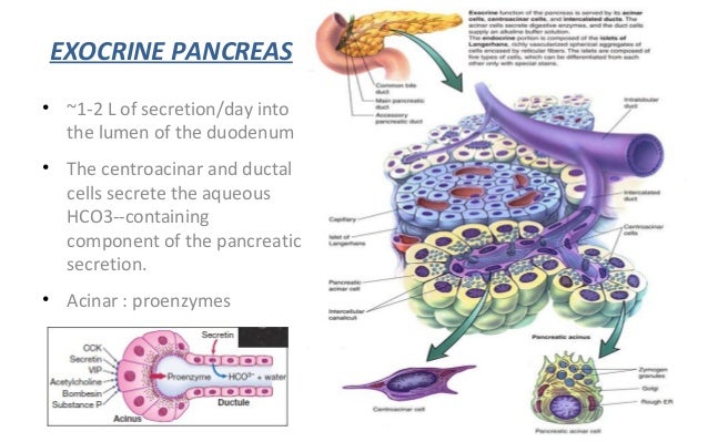 Physiology of thyroid and pancreas.pptx