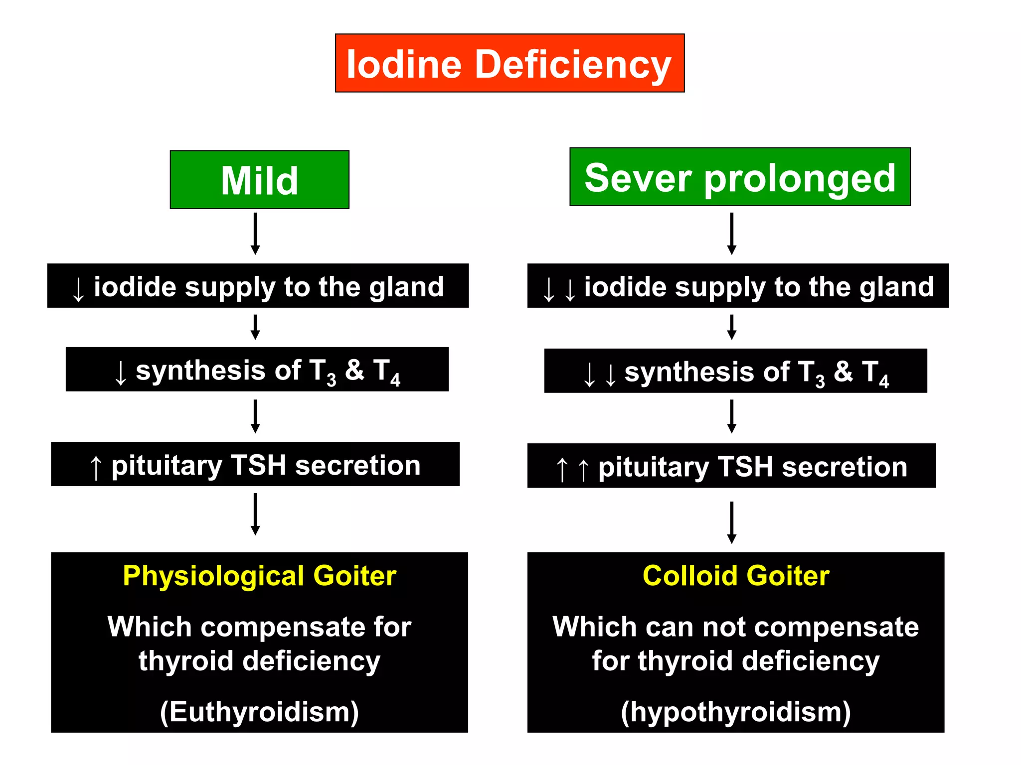Physiology of thyroid hormones | PPT | Thyroid Disorders | Endocrine ...