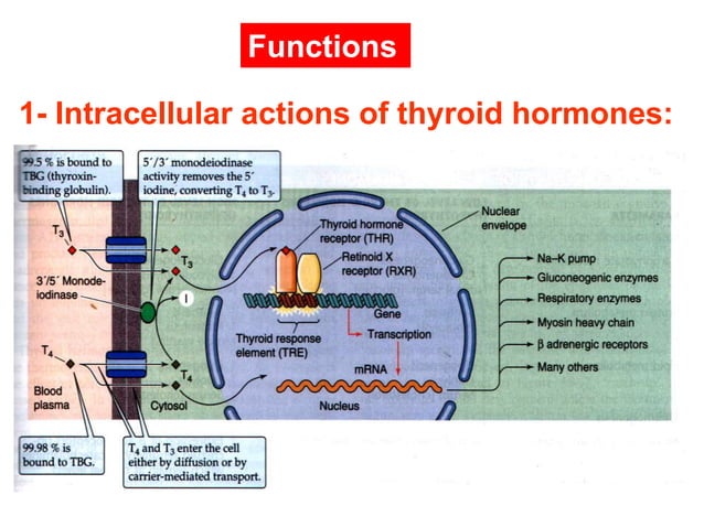 Physiology of thyroid hormones | PPT | Thyroid Disorders | Endocrine and Metabolic Diseases