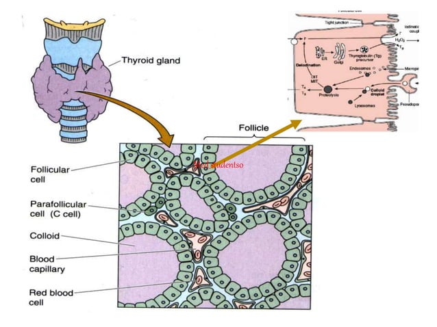Physiology of thyroid hormones | PPT | Thyroid Disorders | Endocrine ...