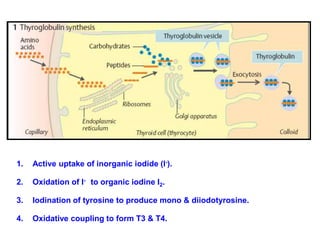 Physiology of thyroid hormones | PPT