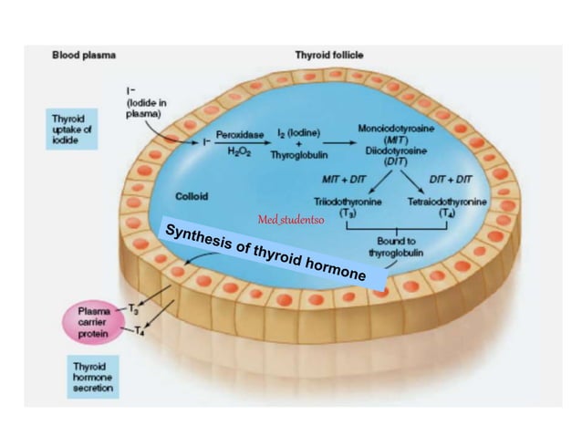 Physiology of thyroid hormones | PPT | Thyroid Disorders | Endocrine and Metabolic Diseases
