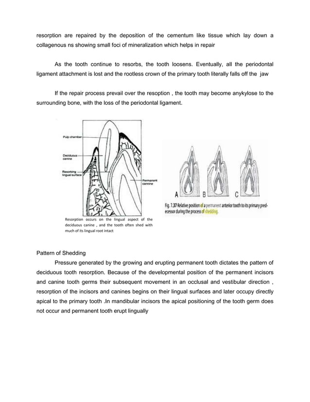 Physiology of tooth eruption | PDF