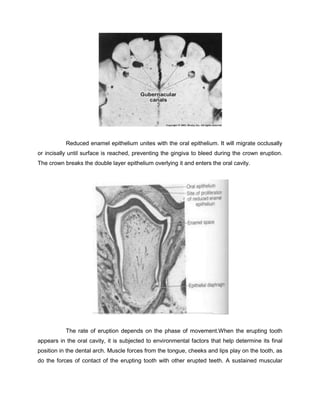 Physiology of tooth eruption | PDF
