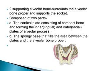 Physiology of tooth form | PPTX