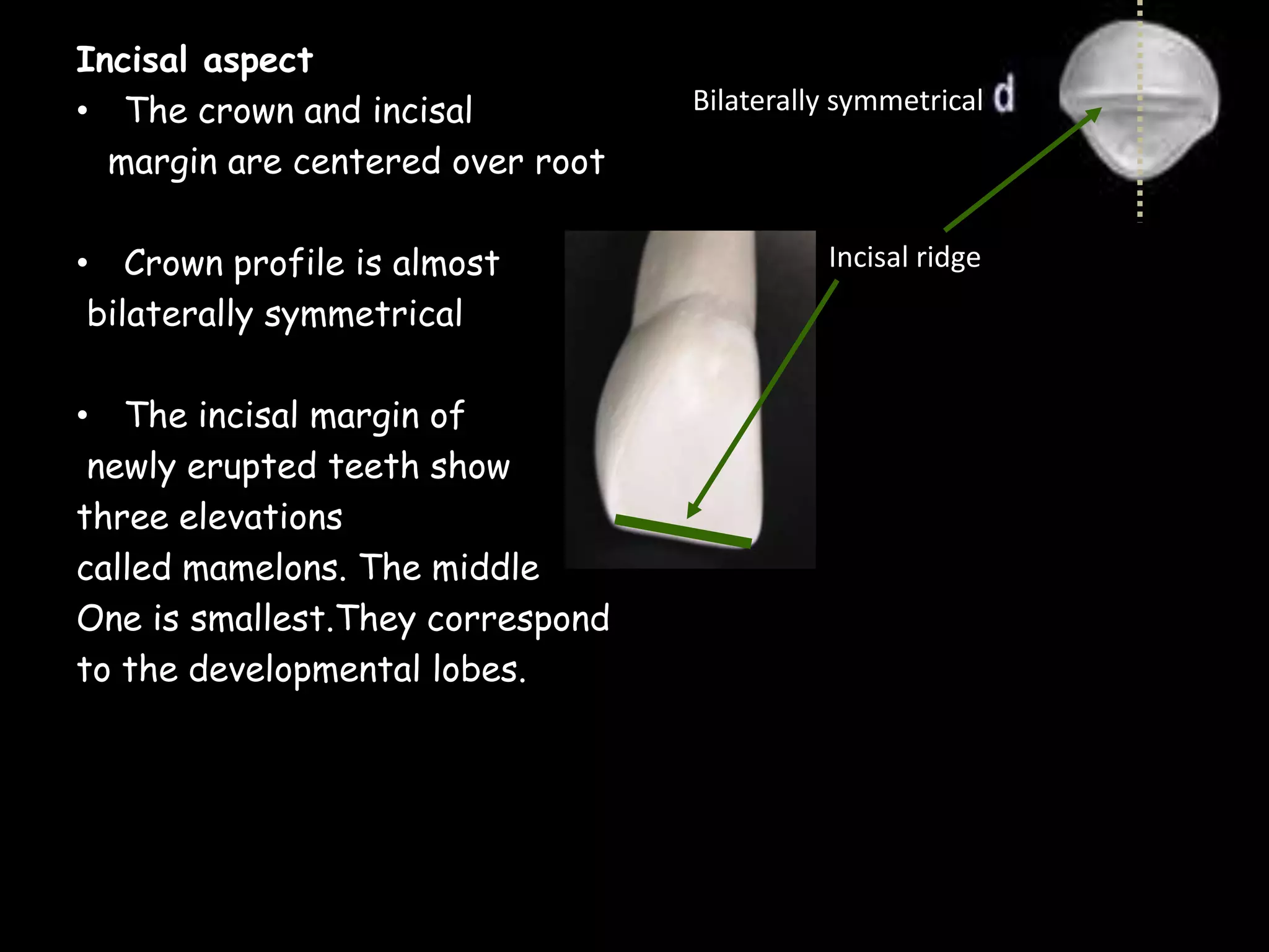 dental anatomy & physiology of permanent teeth | PPTX