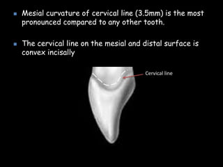 Cervical Line