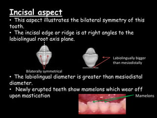 dental anatomy & physiology of permanent teeth | PPTX