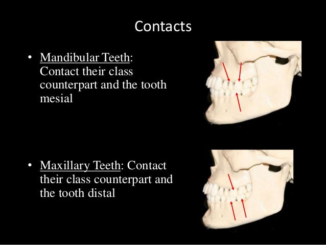 dental anatomy & physiology of permanent teeth