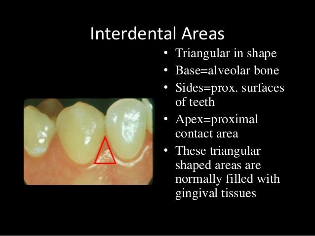 dental anatomy & physiology of permanent teeth