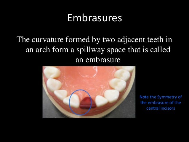 dental anatomy & physiology of permanent teeth