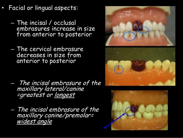 dental anatomy & physiology of permanent teeth