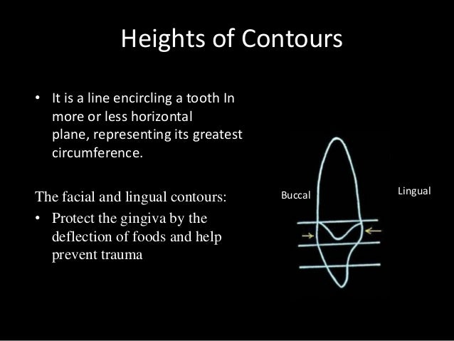 dental anatomy & physiology of permanent teeth