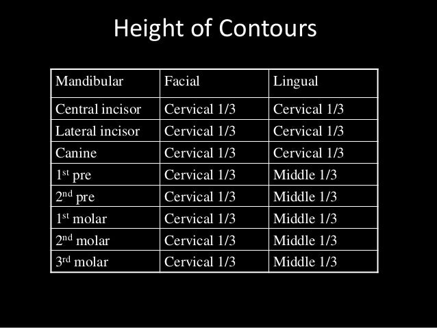 dental anatomy & physiology of permanent teeth