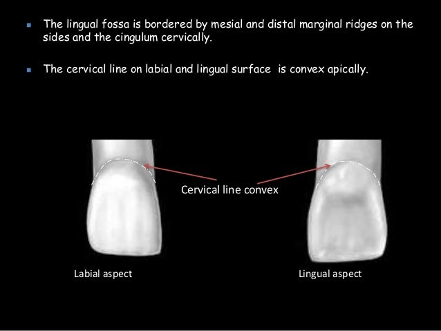 dental anatomy & physiology of permanent teeth