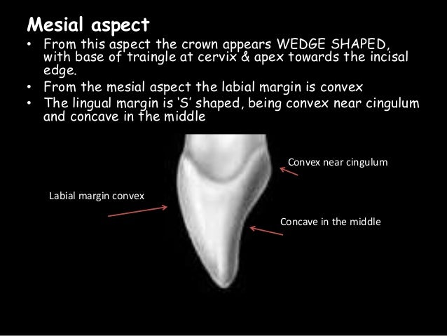 dental anatomy & physiology of permanent teeth
