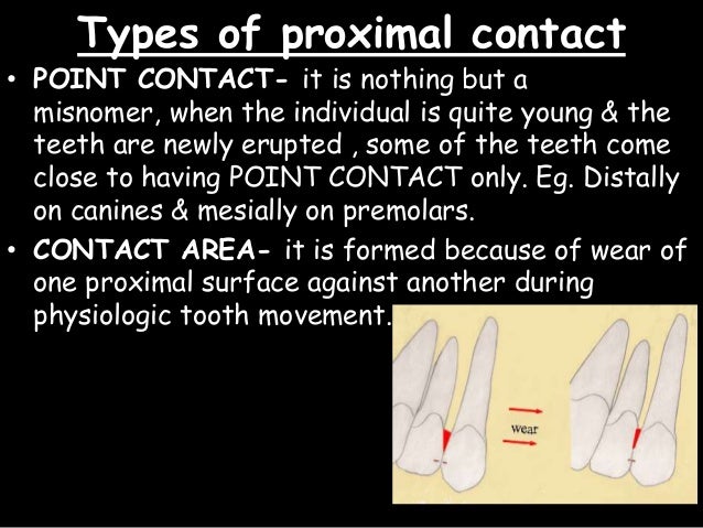 dental anatomy & physiology of permanent teeth
