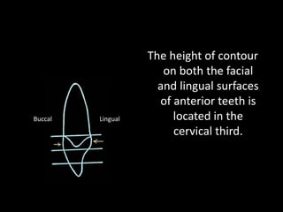 physiologyoftoothformfunctin1 TOOTH MORPHOLOGY.pptx
