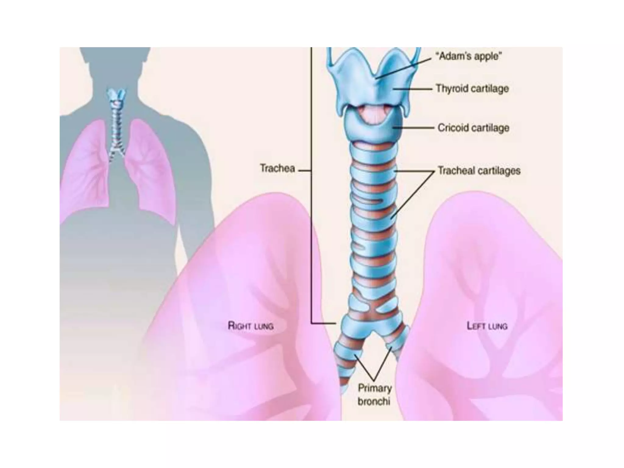 Physiology of trachea and lungs.pptx