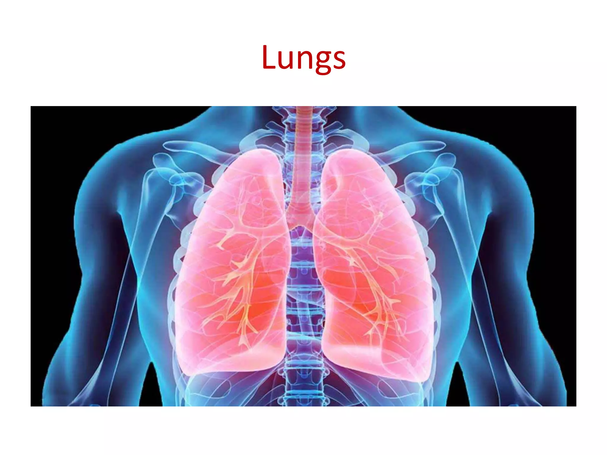 Physiology of trachea and lungs.pptx