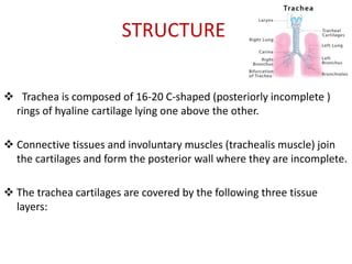 Physiology of trachea and lungs.pptx