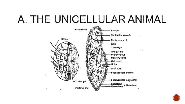 Physiology of Unicellular Animal | PPT