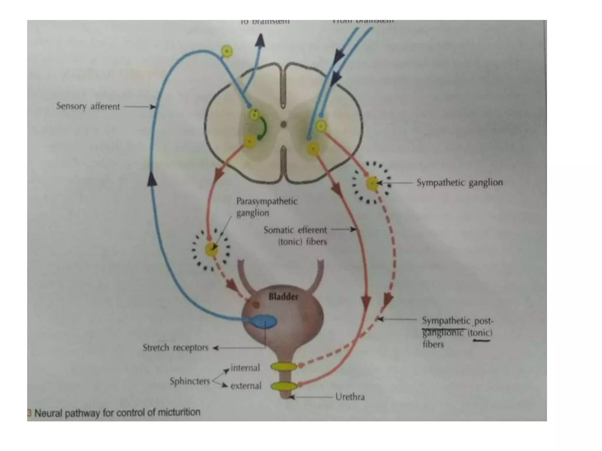 Physiology of urinary bladder.pptx