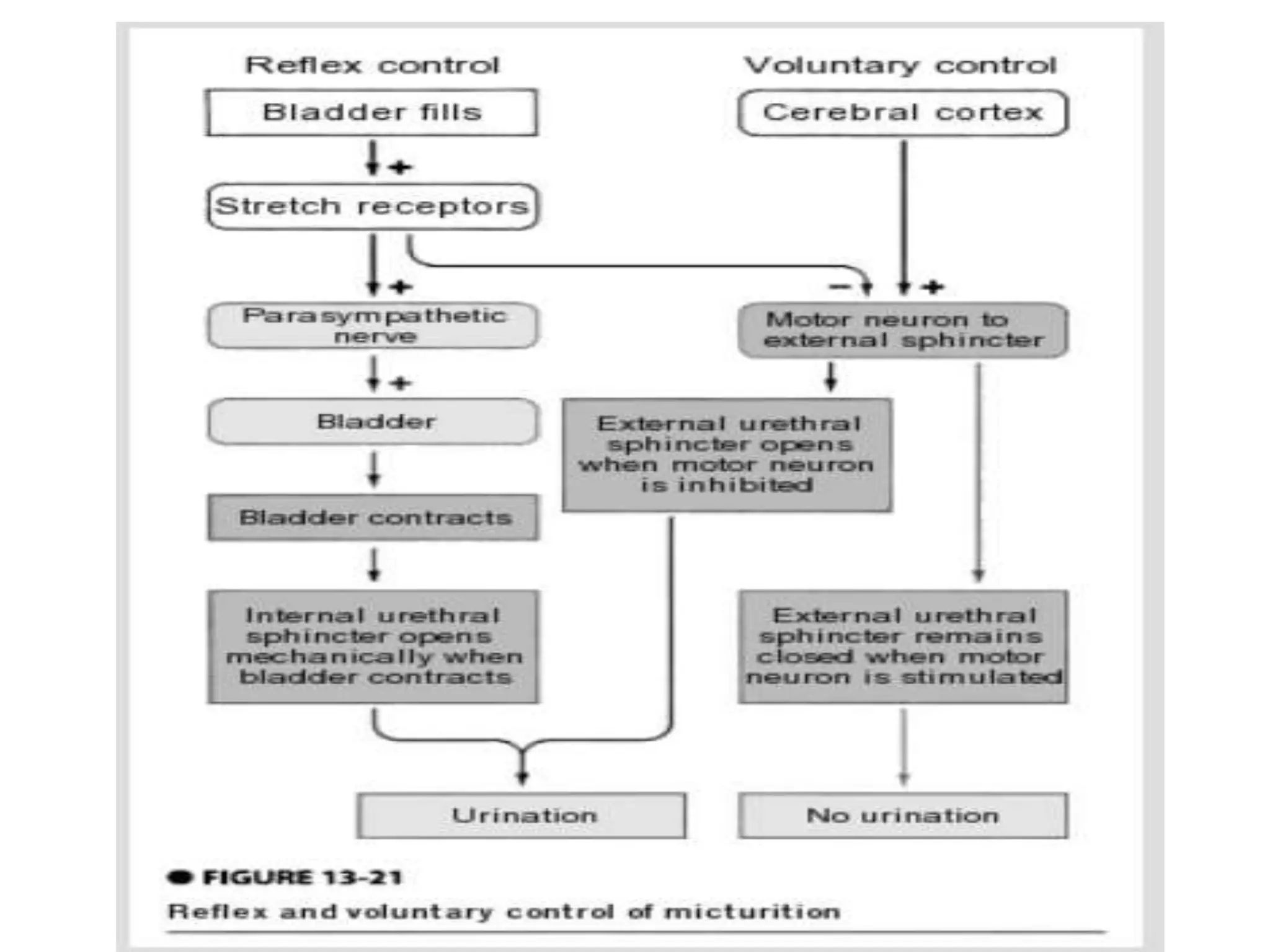 Physiology of urinary bladder.pptx