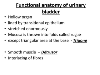 Physiology of urinary bladder.pptx