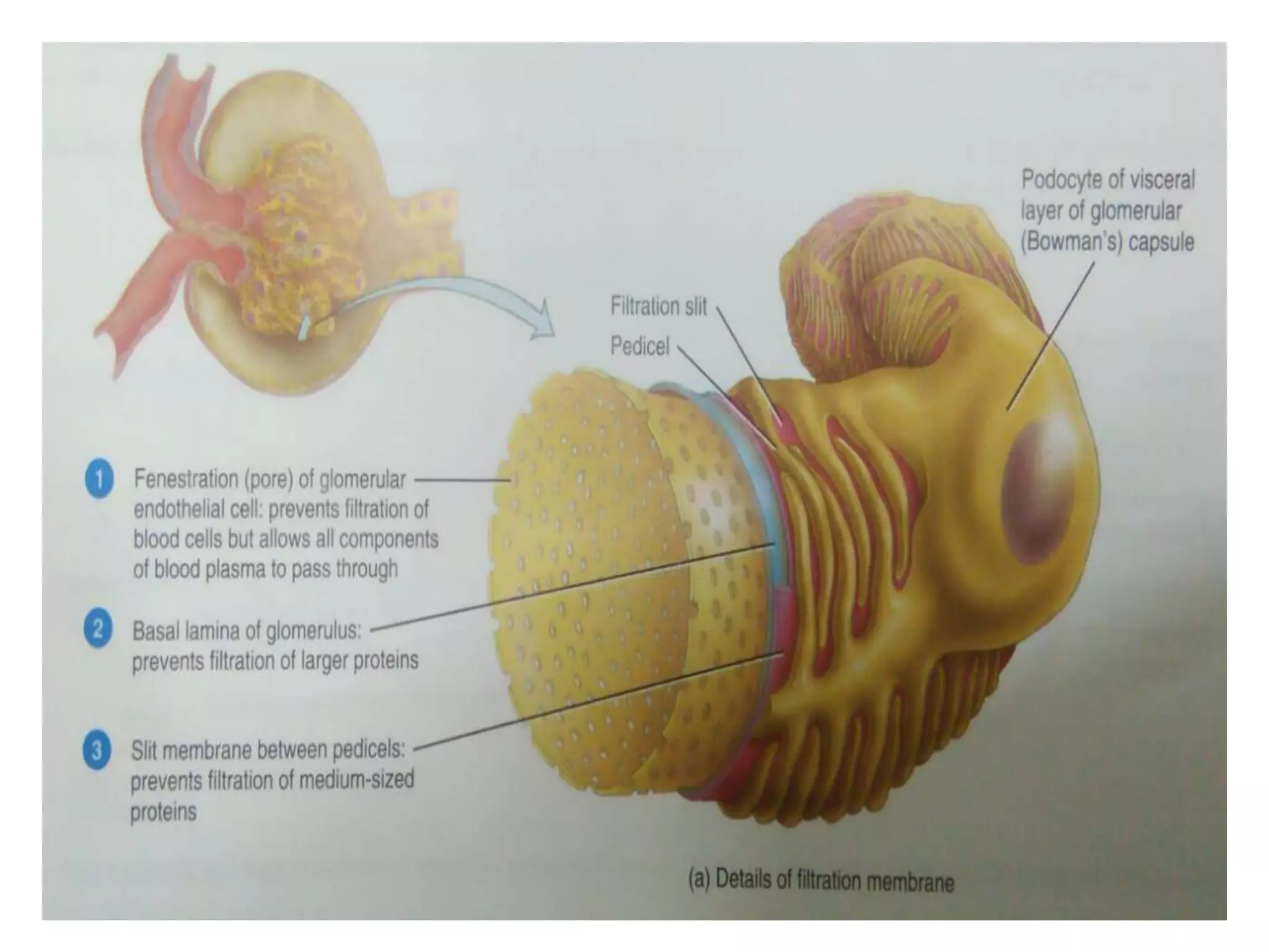 Physiology of Urine Formation | PPTX