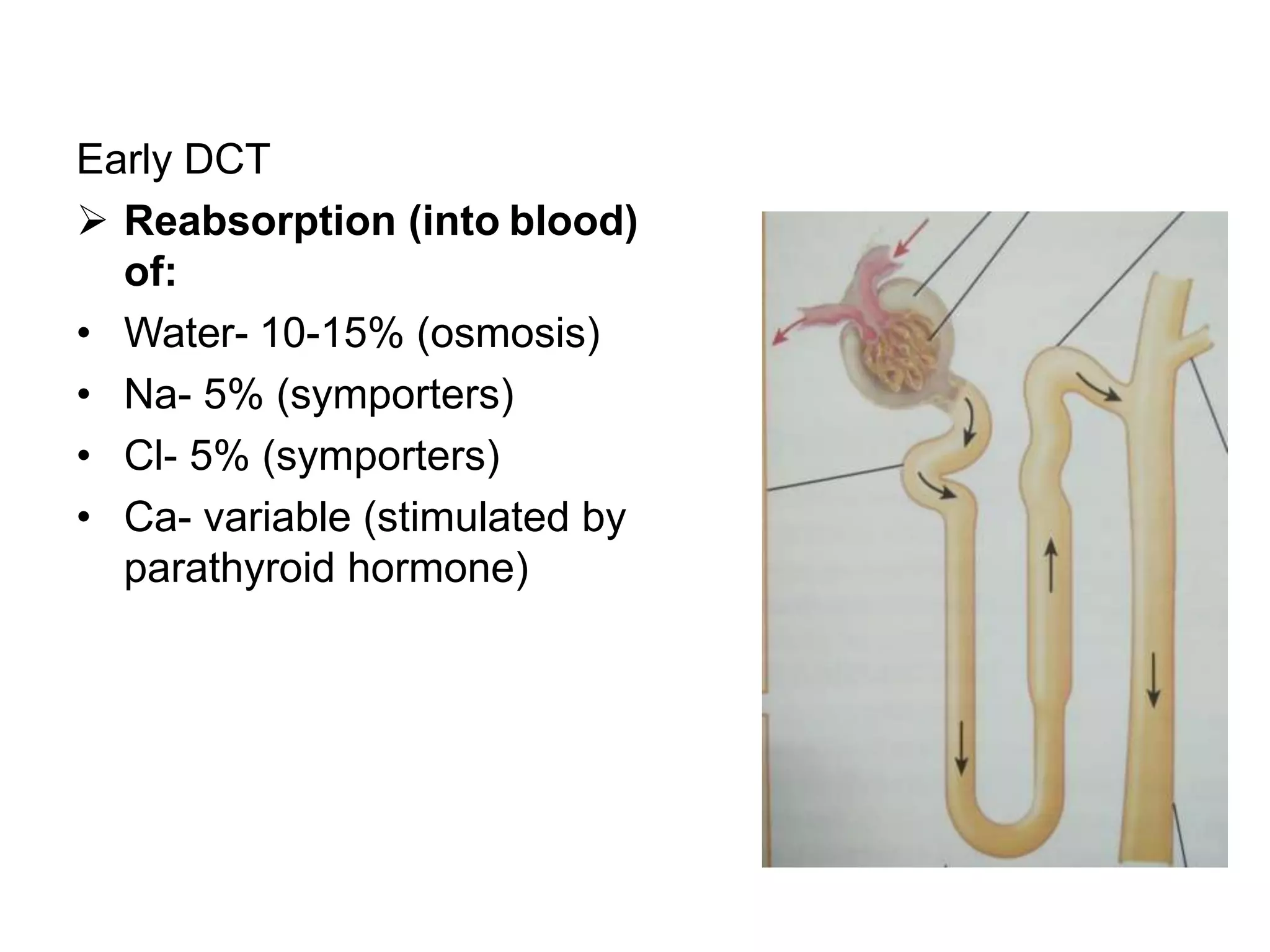 Physiology of Urine Formation | PPTX