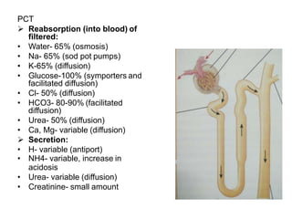 Physiology of Urine Formation | PPTX