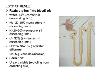 Physiology of Urine Formation | PPTX