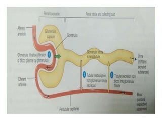 Physiology of Urine Formation | PPTX