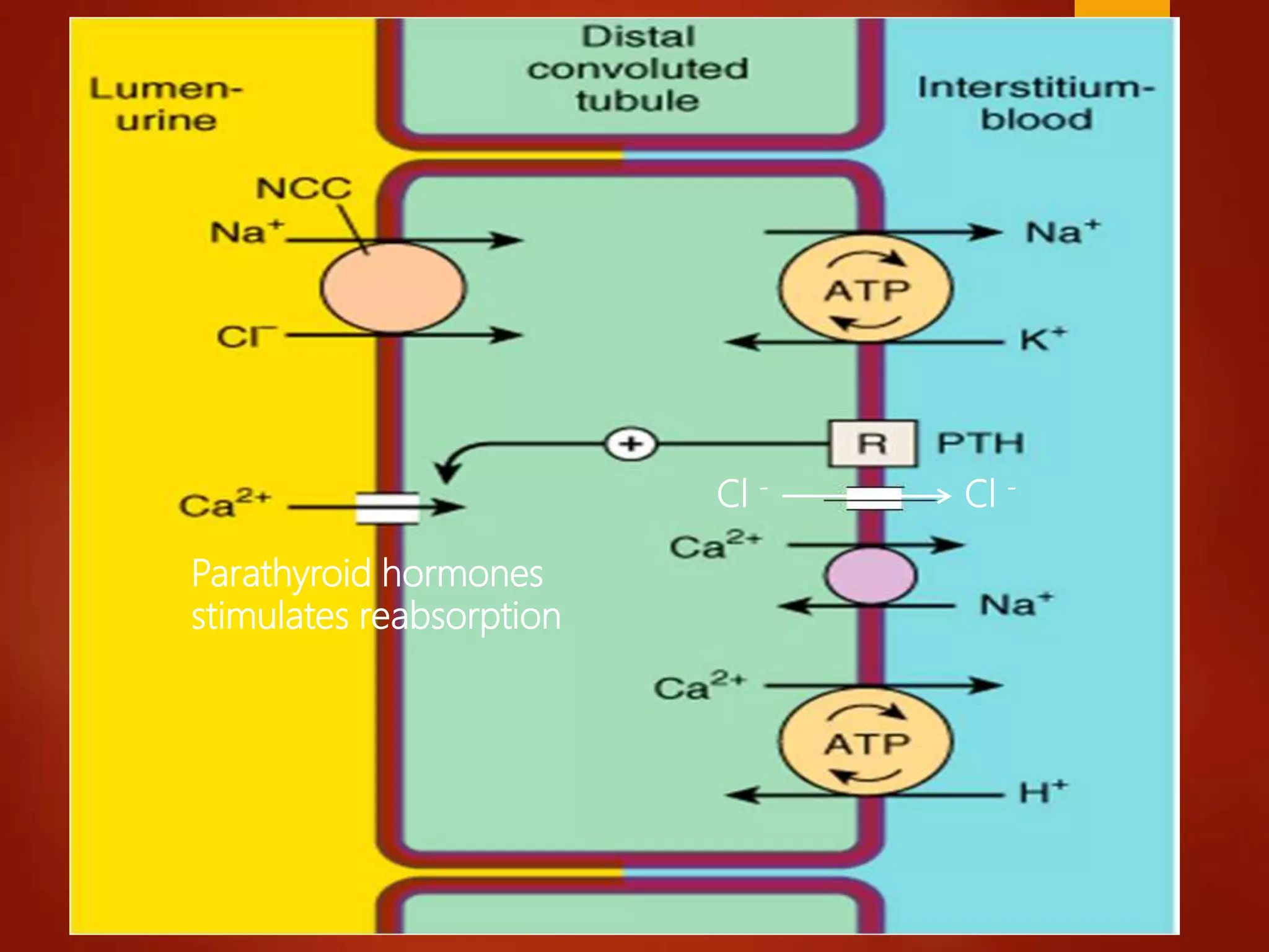 Physiology of urine formation | PPTX