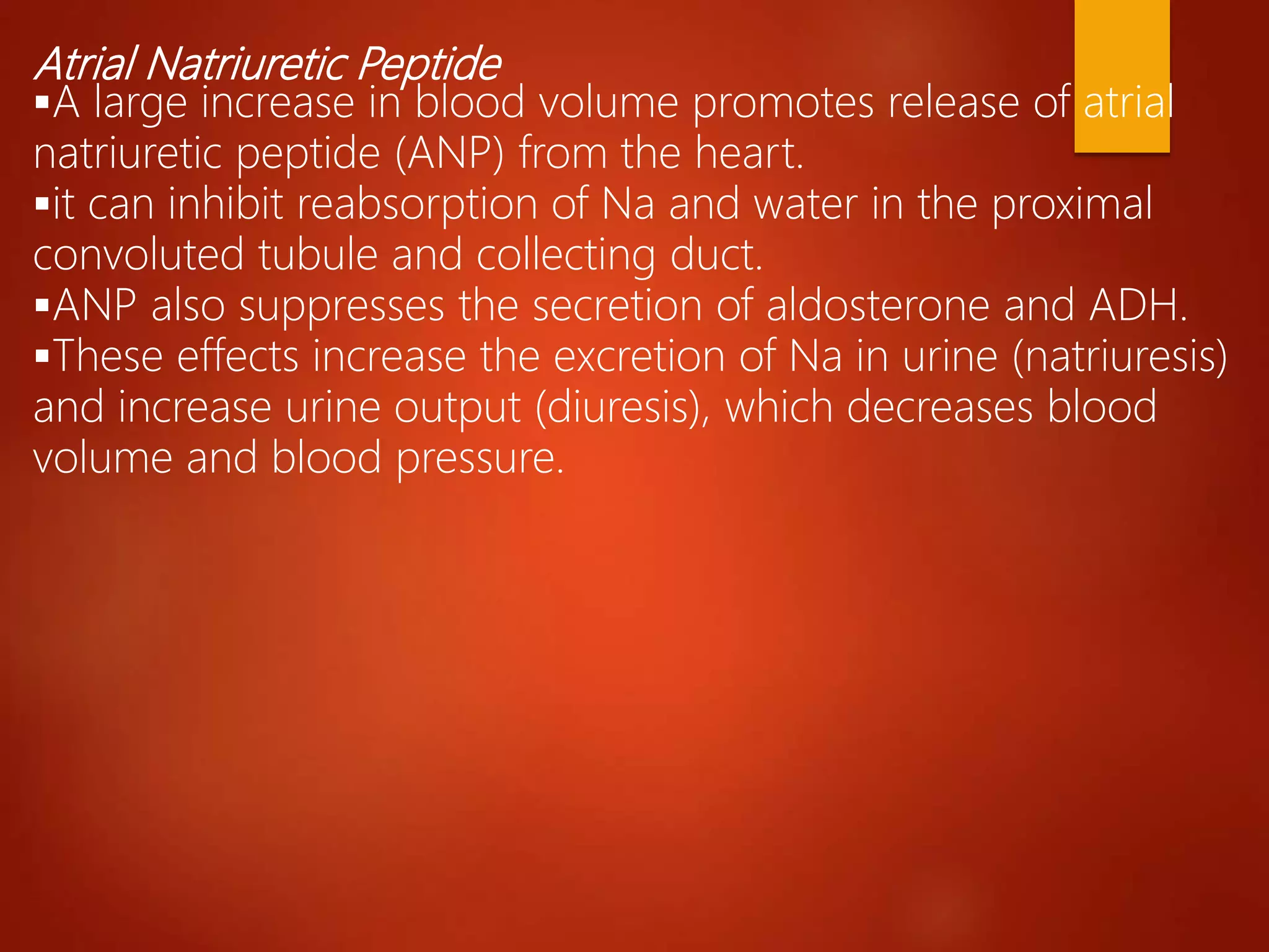 Physiology of urine formation | PPTX