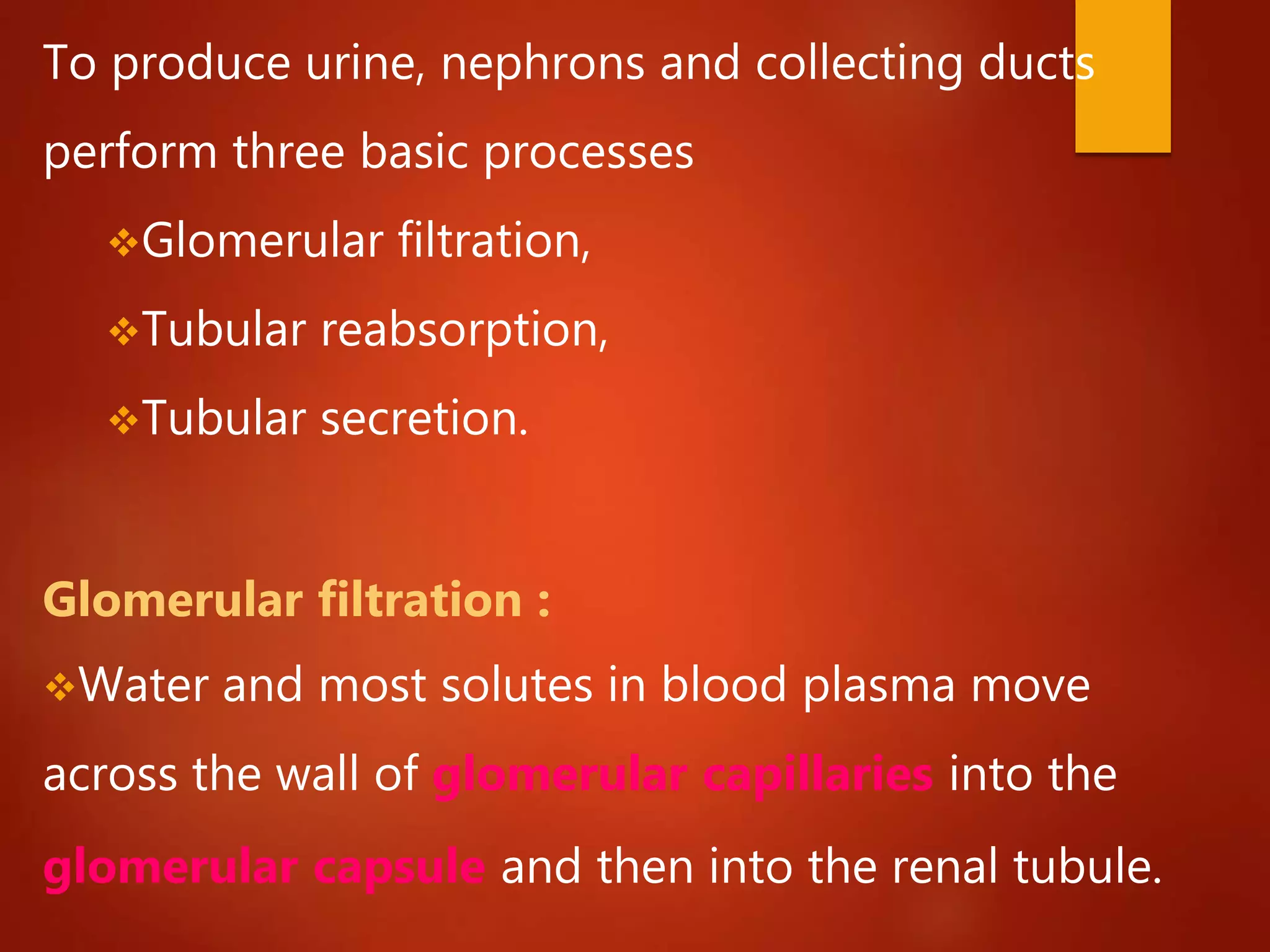 Physiology of urine formation | PPTX