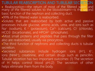 Physiology of urine formation | PPTX