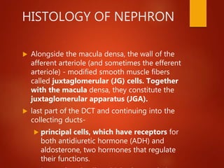 Physiology of urine formation | PPTX